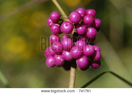 Arkansas Wild Berries Image & Photo | Bigstock