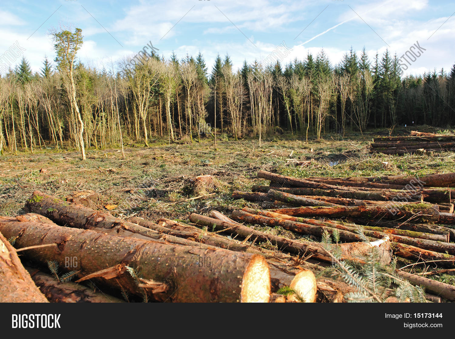 Destroyed Forest Image & Photo | Bigstock