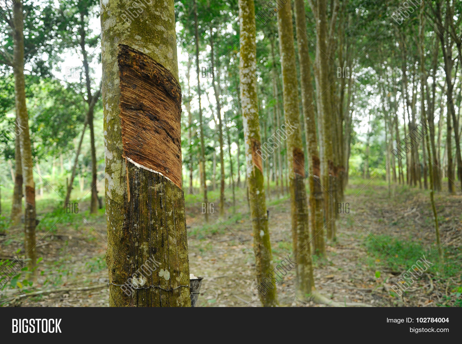 Rubber Tree Hevea Brasiliensis Image & Photo | Bigstock