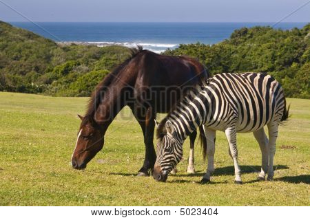 Horse Zebra Image & Photo | Bigstock