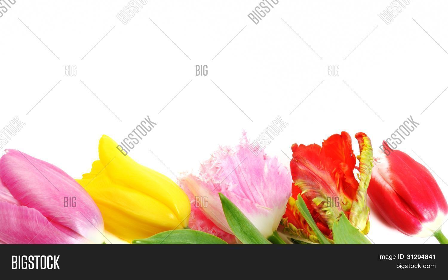 Beautiful Tulip Flowers Border Image & Photo | Bigstock