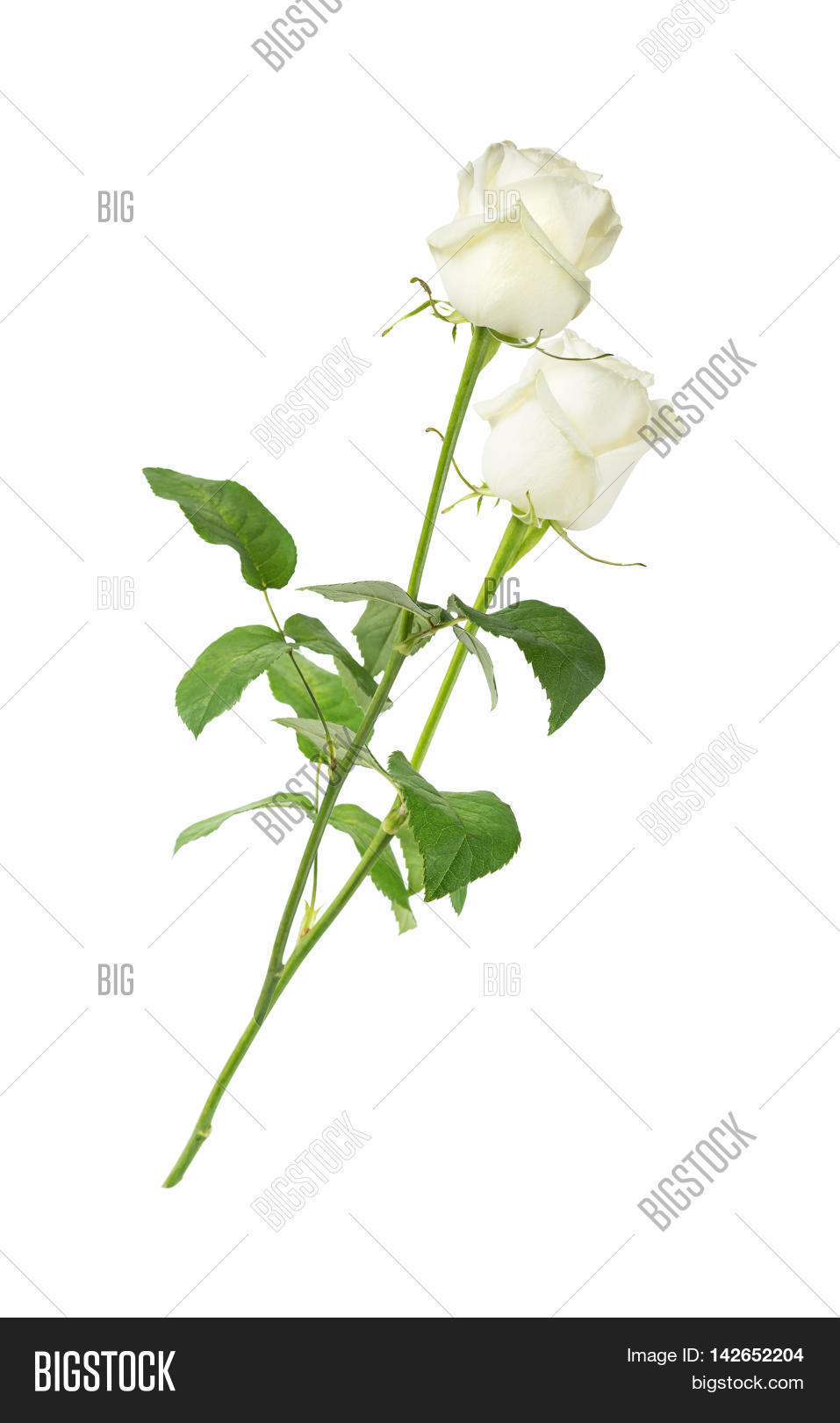 Two White Roses On Long Stem Green Image & Photo | Bigstock
