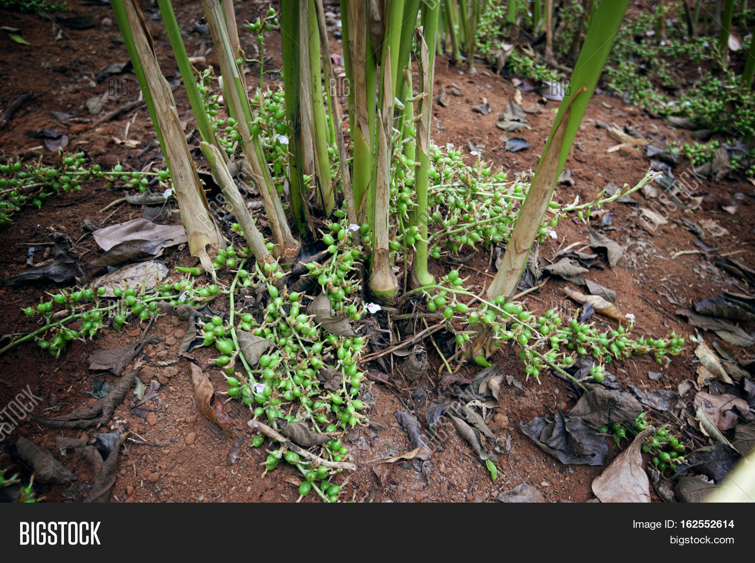 Cardamom Plants Growing Cardamom Image & Photo | Bigstock
