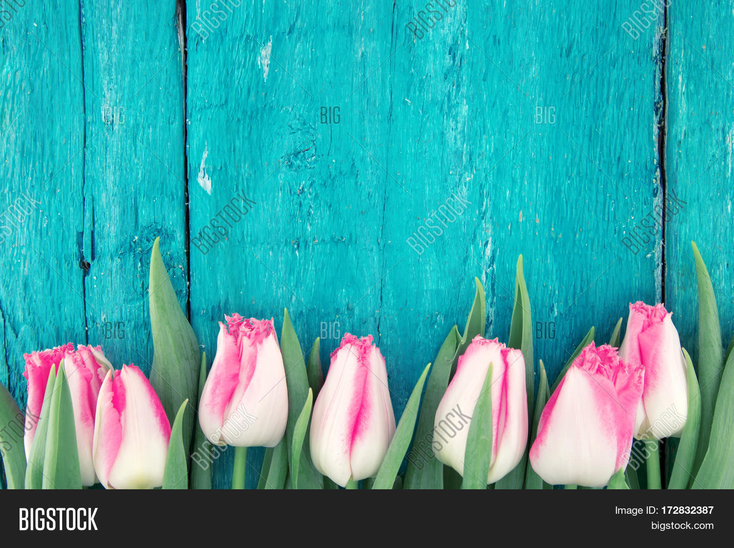 Frame Of Tulips On Turquoise Rustic Wooden Background. Spring Flowers ...