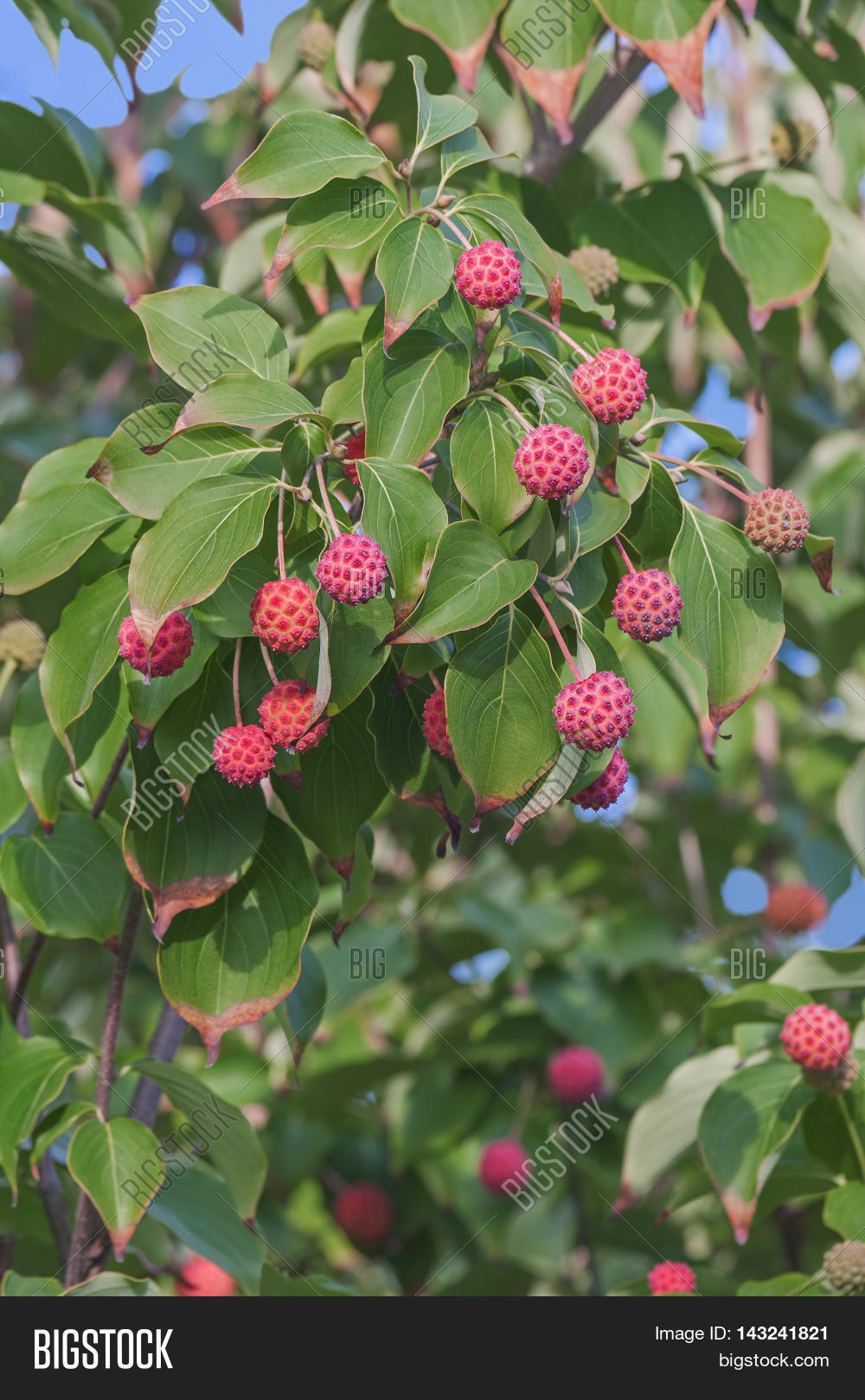 Kousa Dogwood fruits (Cornus kousa). Called Chinese Dogwood Japanese ...