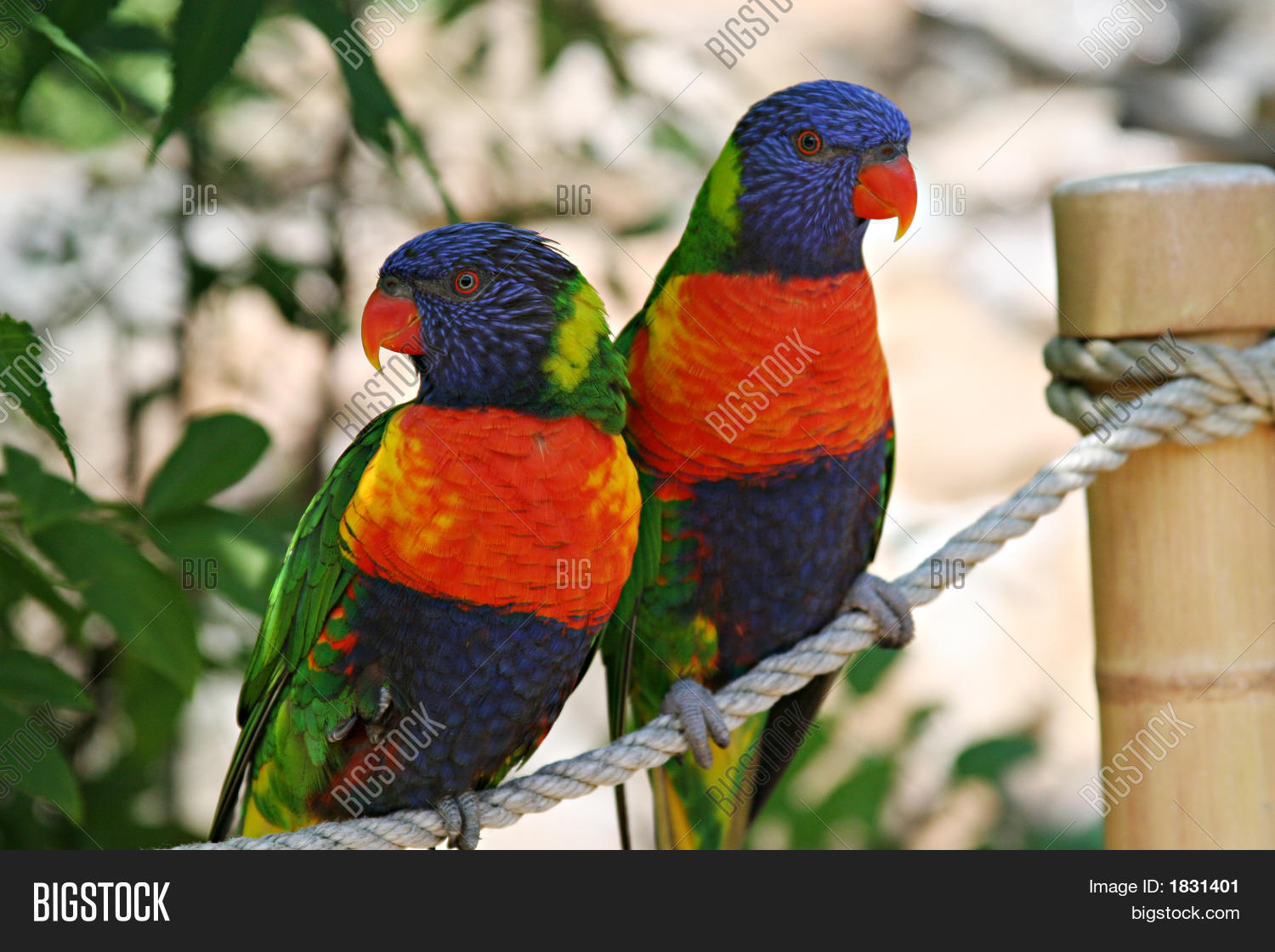 Beautiful Exotic Birds Image & Photo | Bigstock