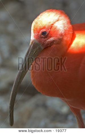 Bird Long Beak Image & Photo | Bigstock