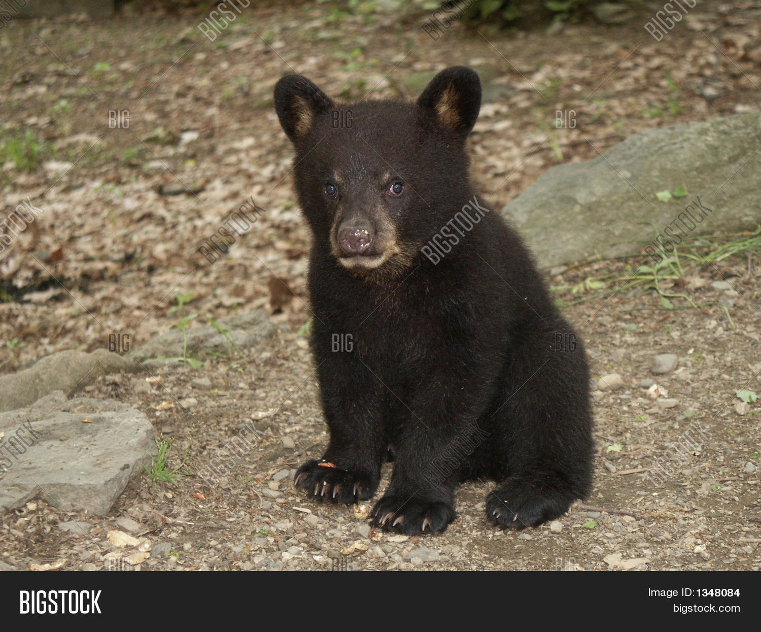 Sitting Black Bear Cub Image & Photo | Bigstock