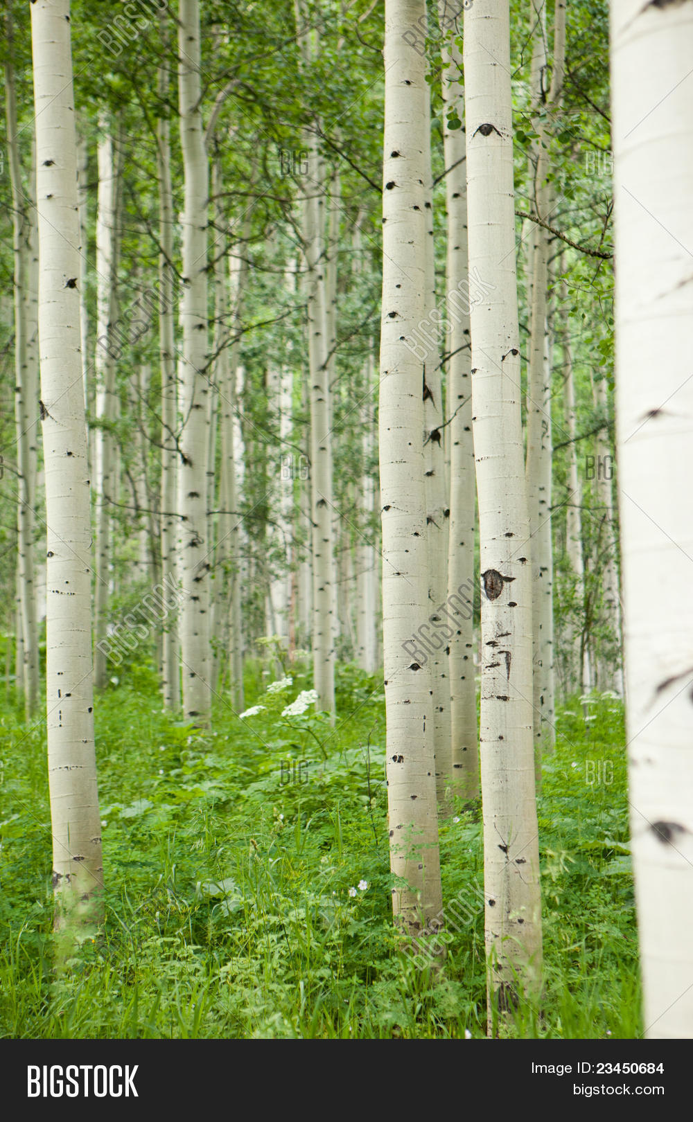 Forest Of Tall White Aspen Trees Stock Photo & Stock Images | Bigstock