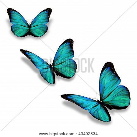 Mariposas azul turquesa - Imagui