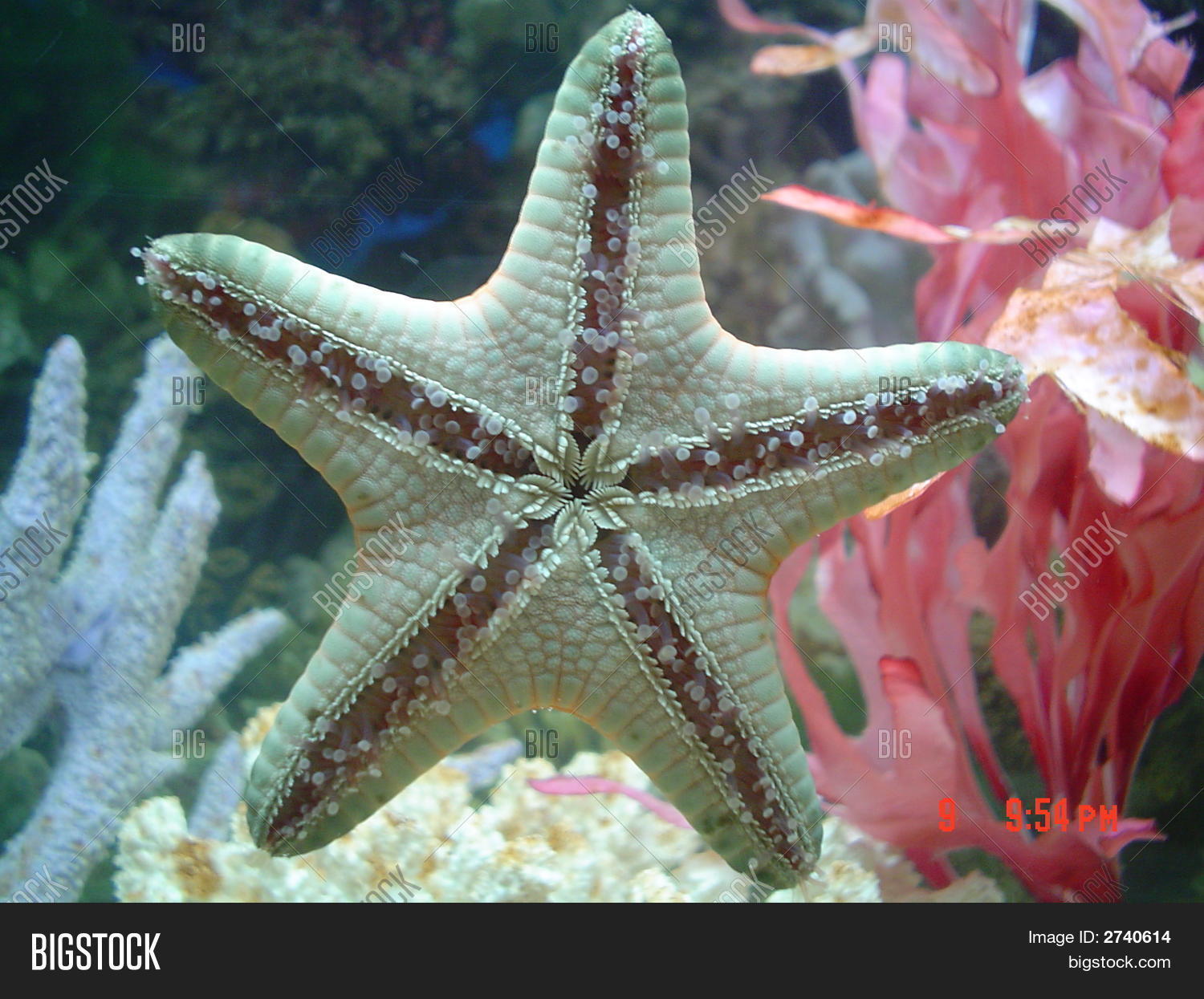 Starfish Underside Image & Photo | Bigstock