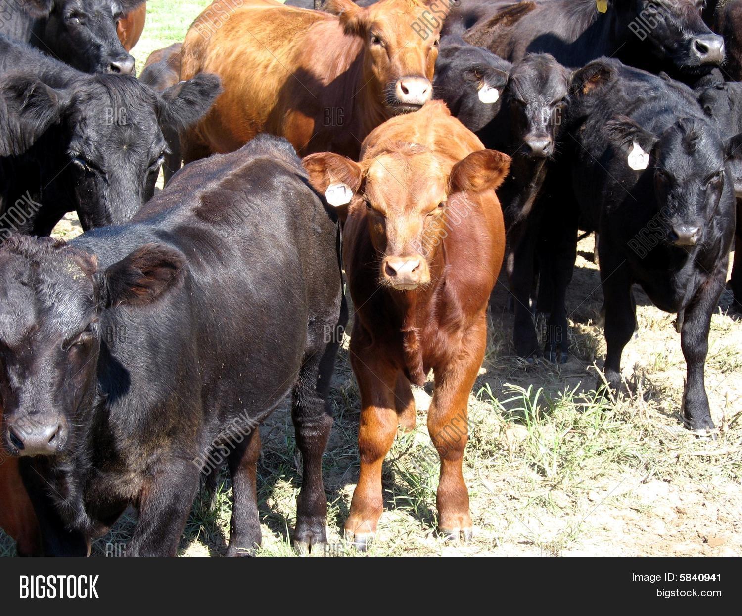 Red Angus Black Angus Calf Bull Image & Photo | Bigstock
