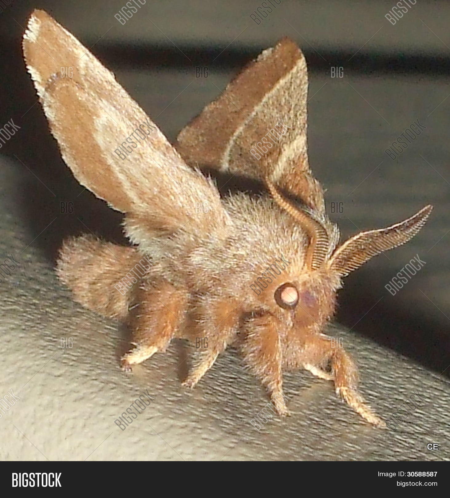Furry Moth Image & Photo | Bigstock
