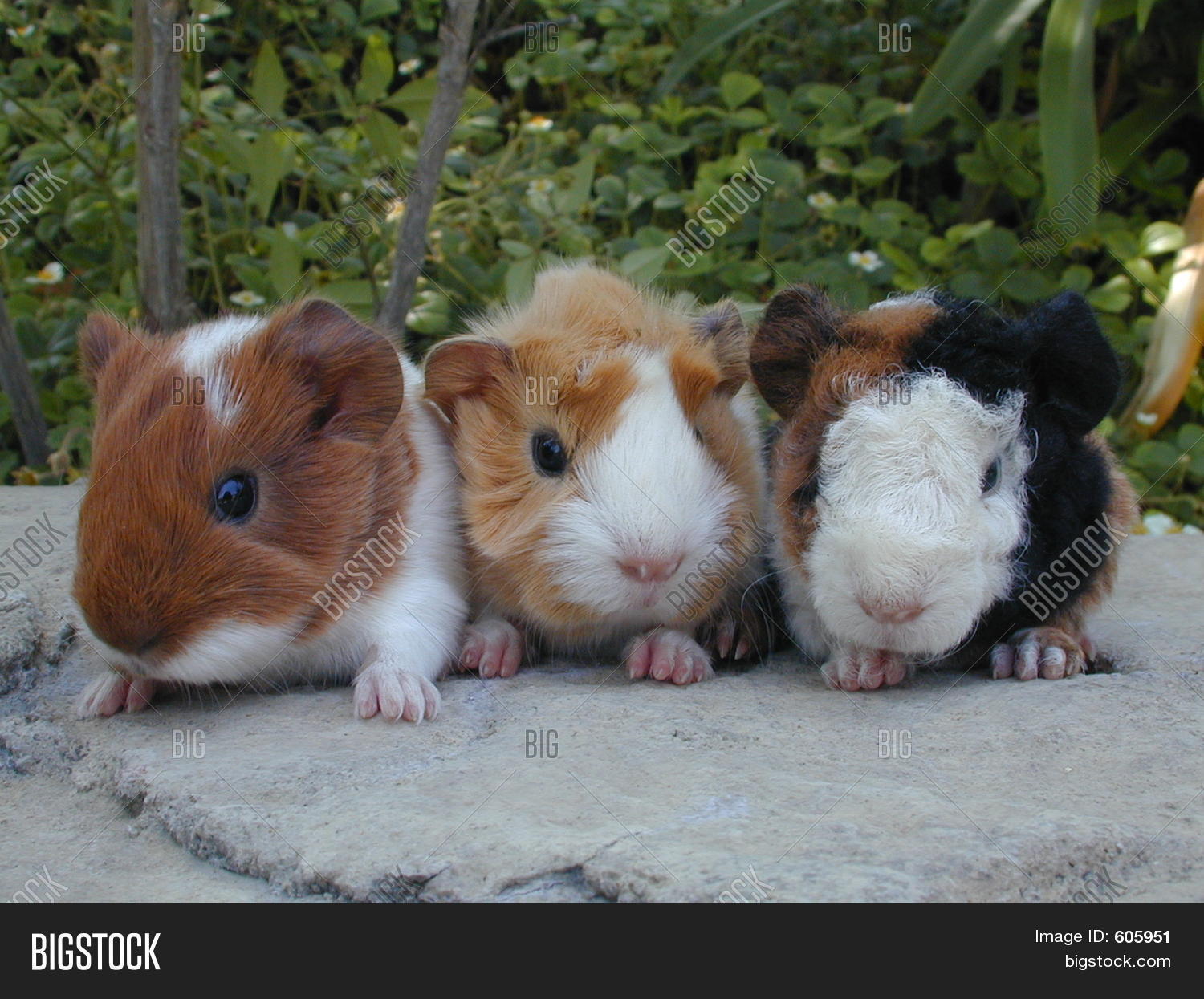 Three Baby Guinea Pigs Stock Photo & Stock Images | Bigstock
