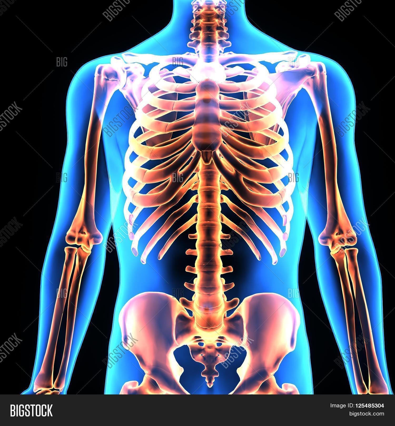 3D Illustration Human Skeleton Image & Photo | Bigstock