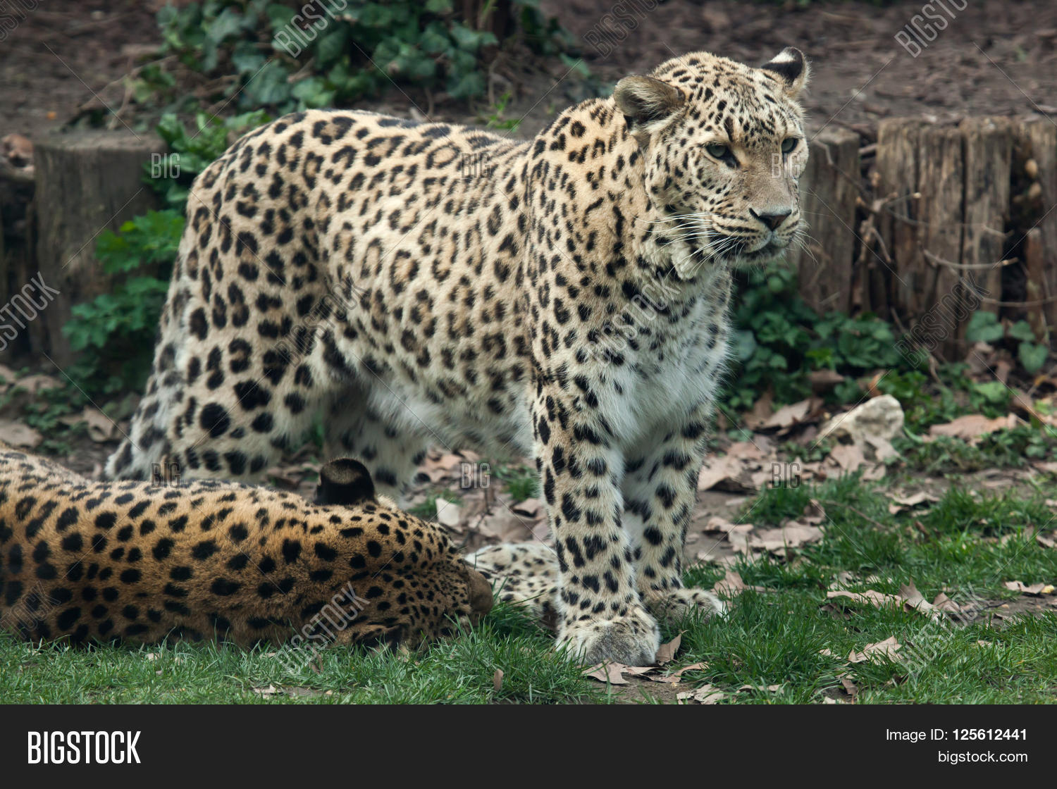 Persian Leopard (Panthera Pardus Image & Photo | Bigstock