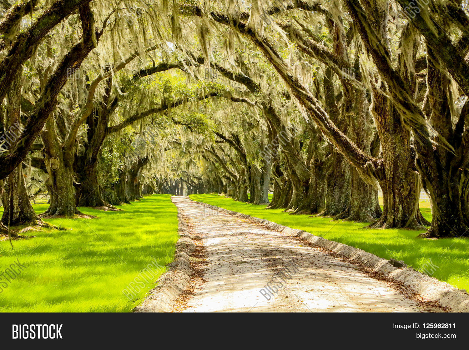 This is the driveway to an old southern plantation with the old draping ...