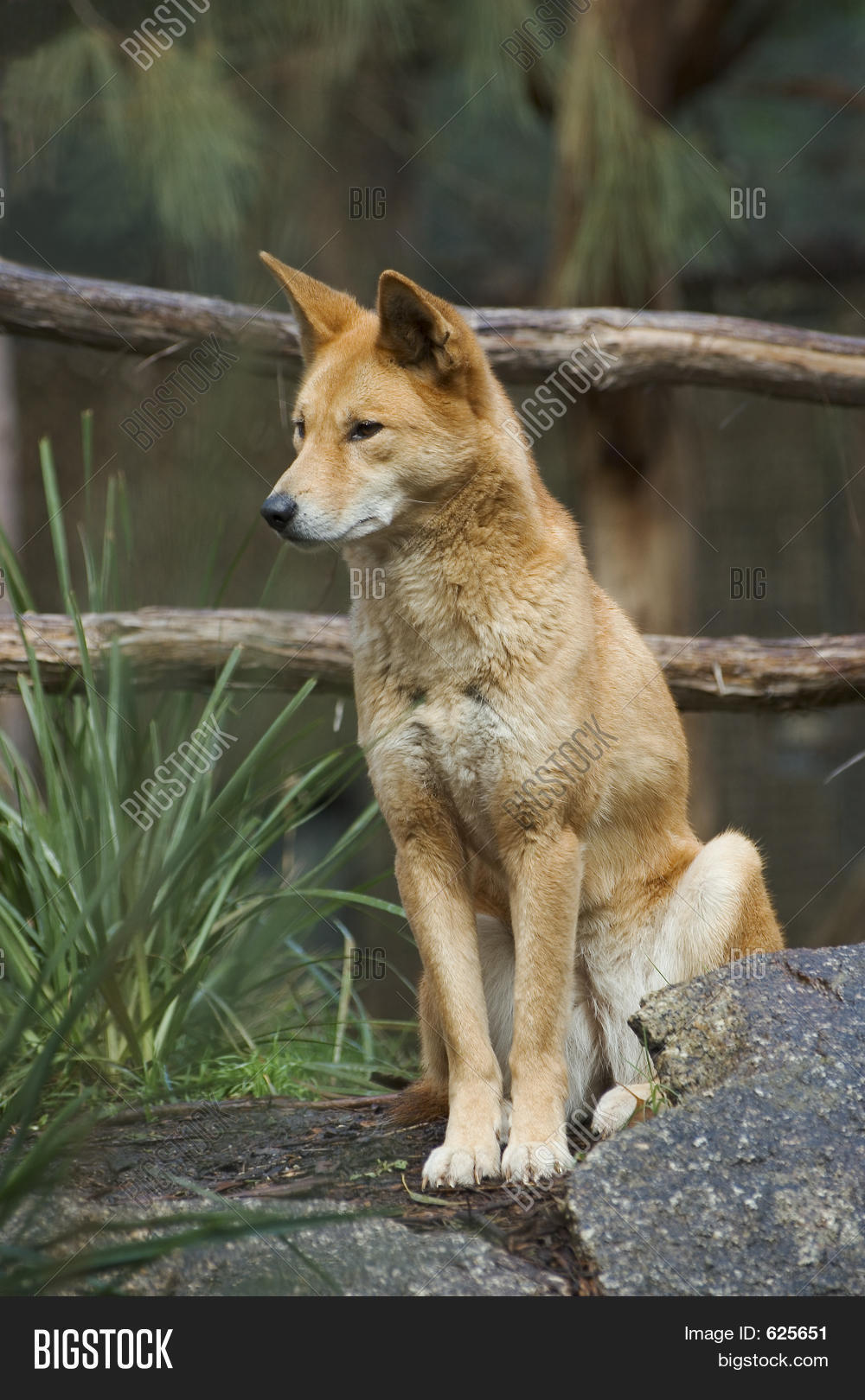 Dingo Sitting Stock Photo & Stock Images | Bigstock