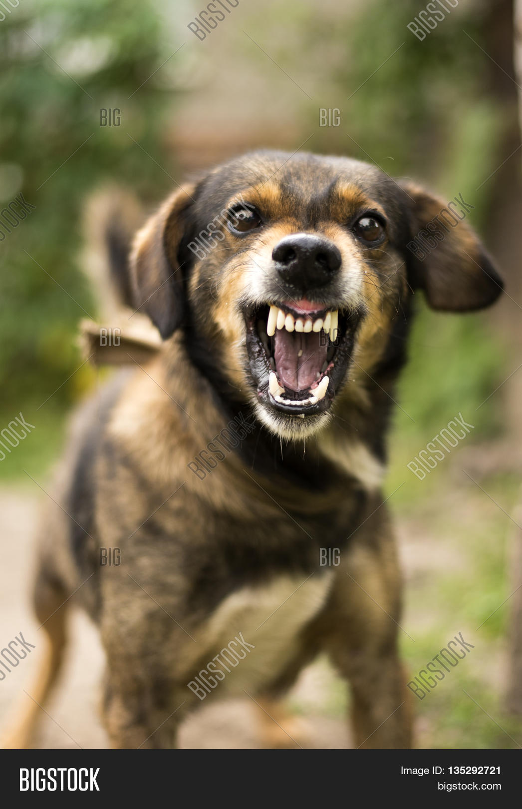 Enraged Aggressive Angry Dog. Grin Image & Photo | Bigstock