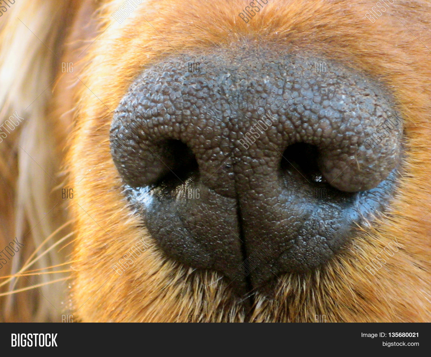 Zoomed in dog nose looks like an alien Stock Photo & Stock Images ...