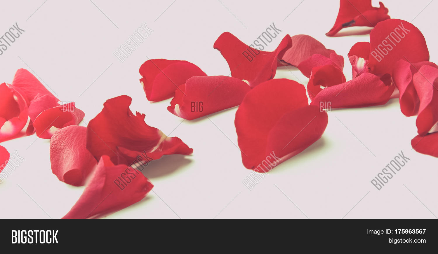 Rose petals isolated on white background Stock Photo & Stock Images ...