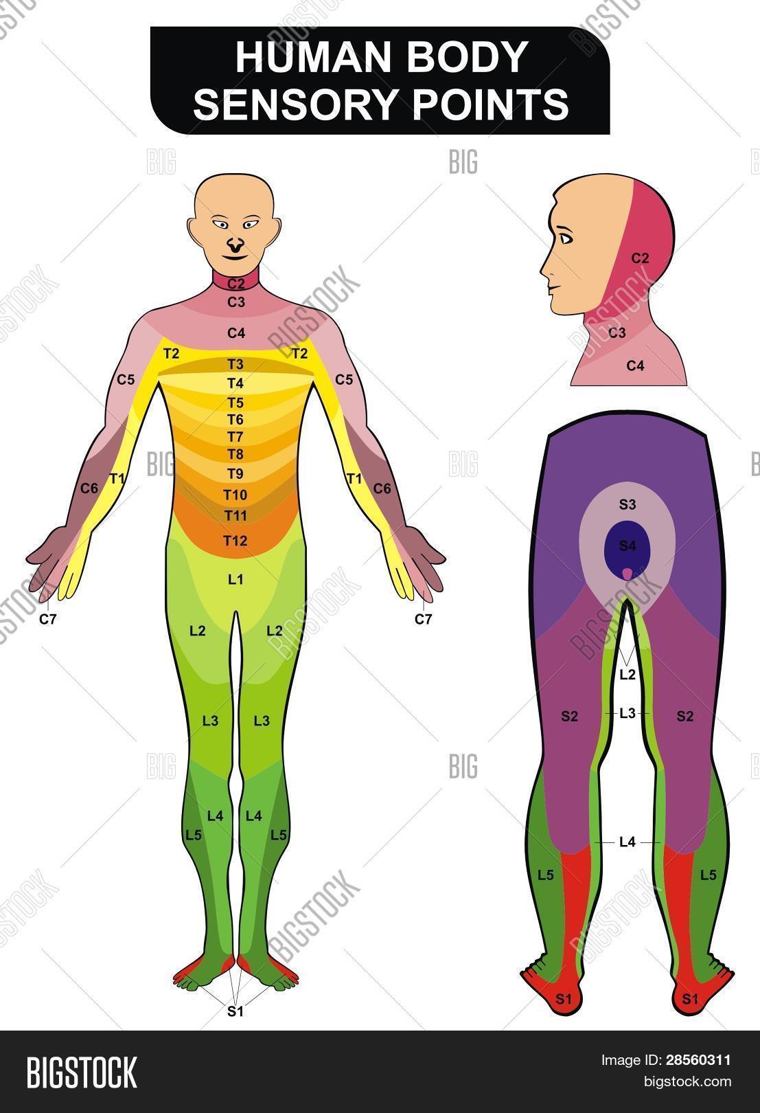 Human Body Sensory Points Stock Photo & Stock Images | Bigstock