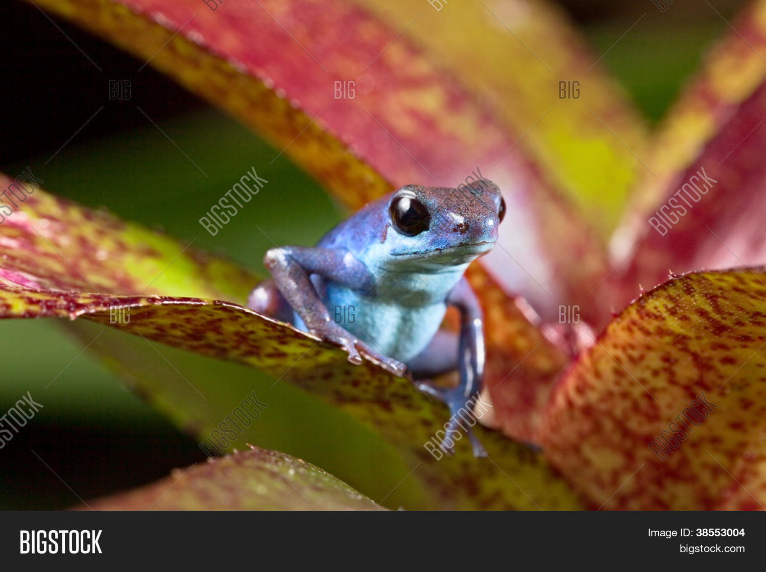 Cute Blue Frogs