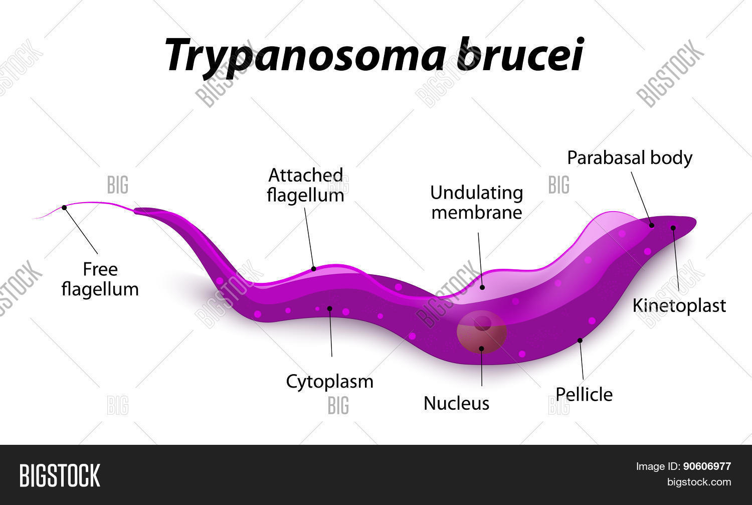 Diagram Trypanosoma Cell Vector & Photo | Bigstock