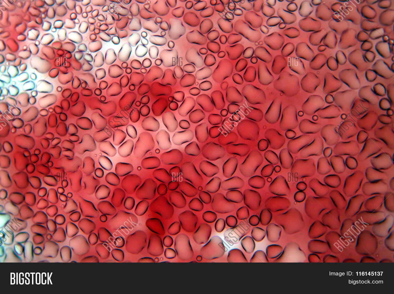 Microscopic View Red White Human Image & Photo | Bigstock