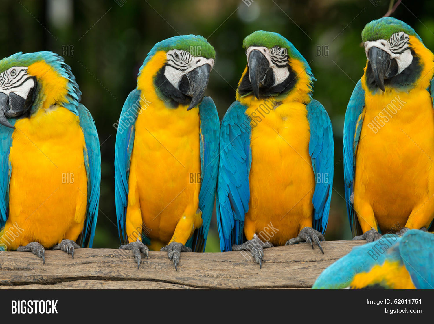 Parrot Bird Sitting On Perch Image & Photo | Bigstock