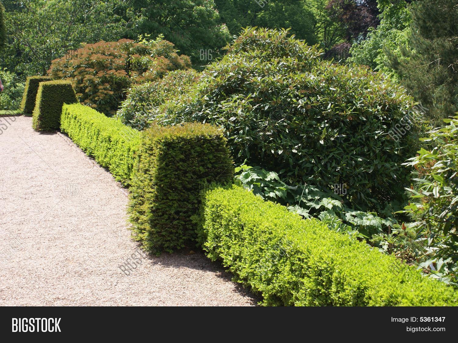 Box Hedge. Border. Gravel Path. Shape Stock Photo & Stock Images | Bigstock