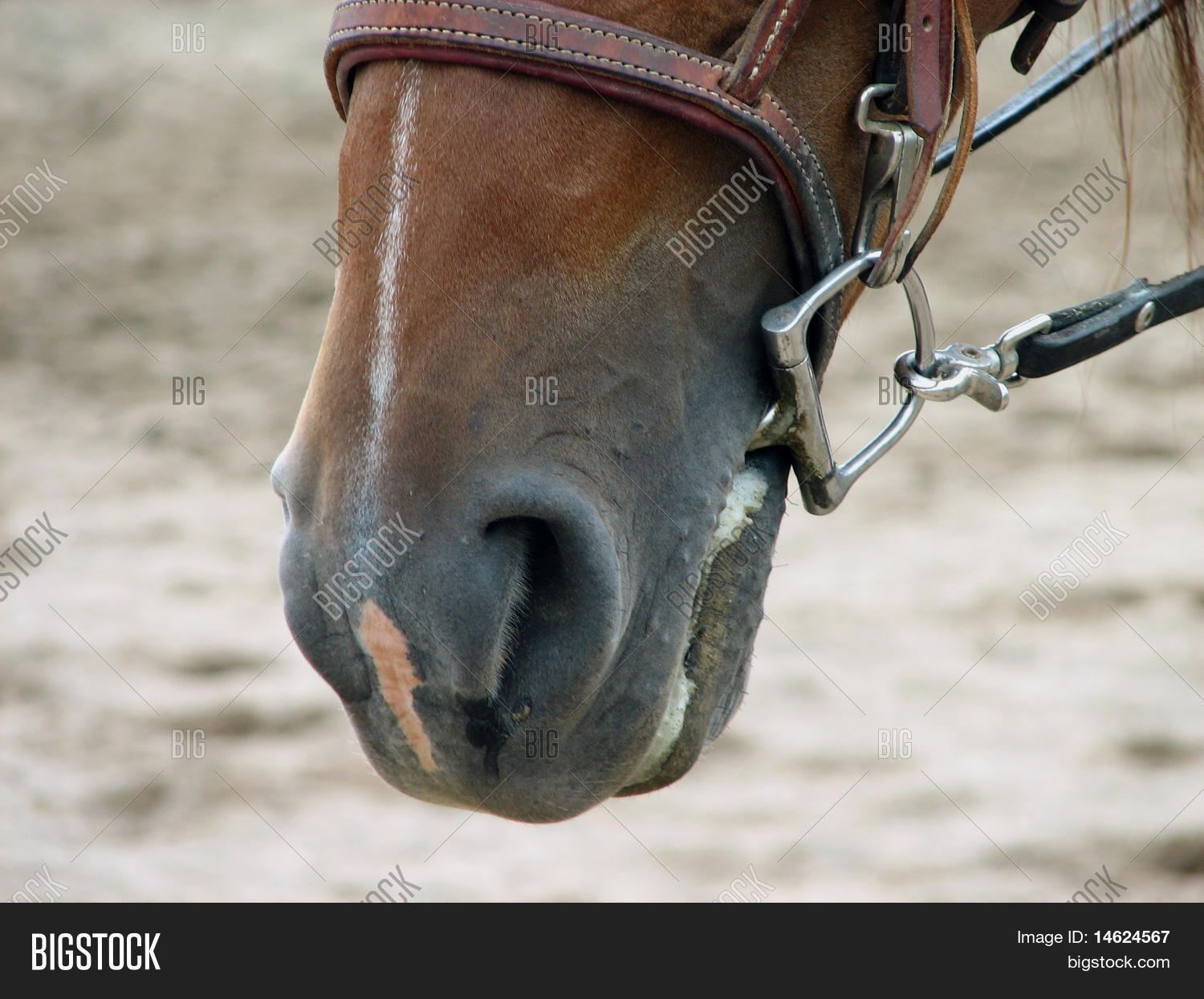 Horse wearing D-ring snaffle bit Stock Photo & Stock Images | Bigstock