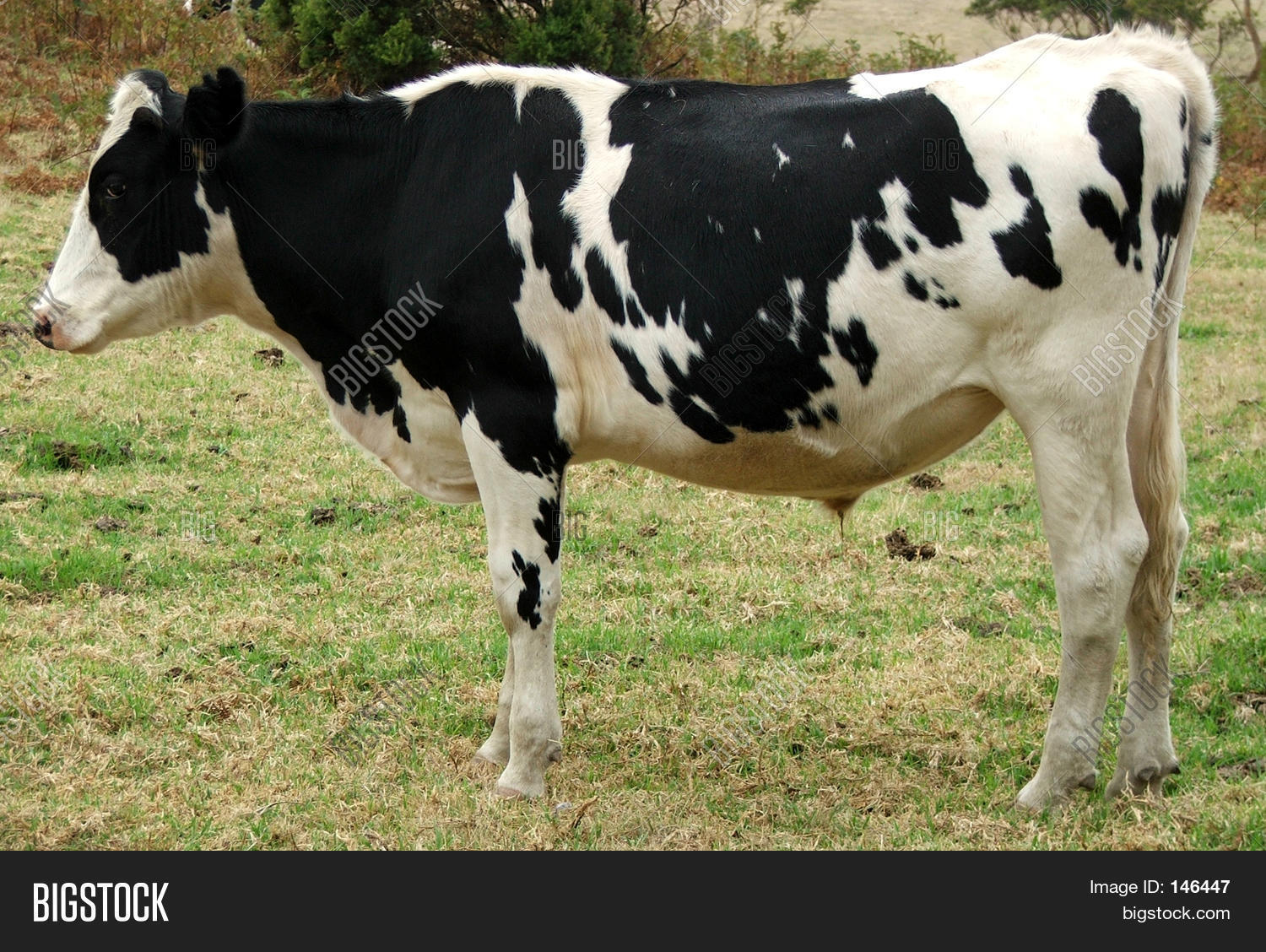 Animal - Cow Side Full Stock Photo & Stock Images | Bigstock