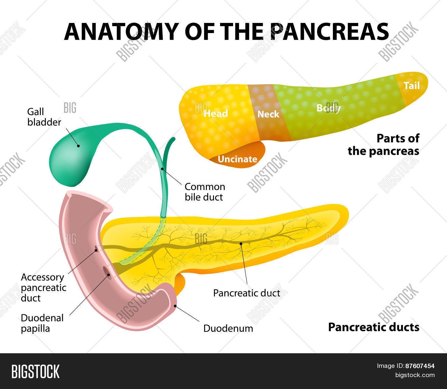 Pancreas Anatomy. Labeled Vector & Photo | Bigstock