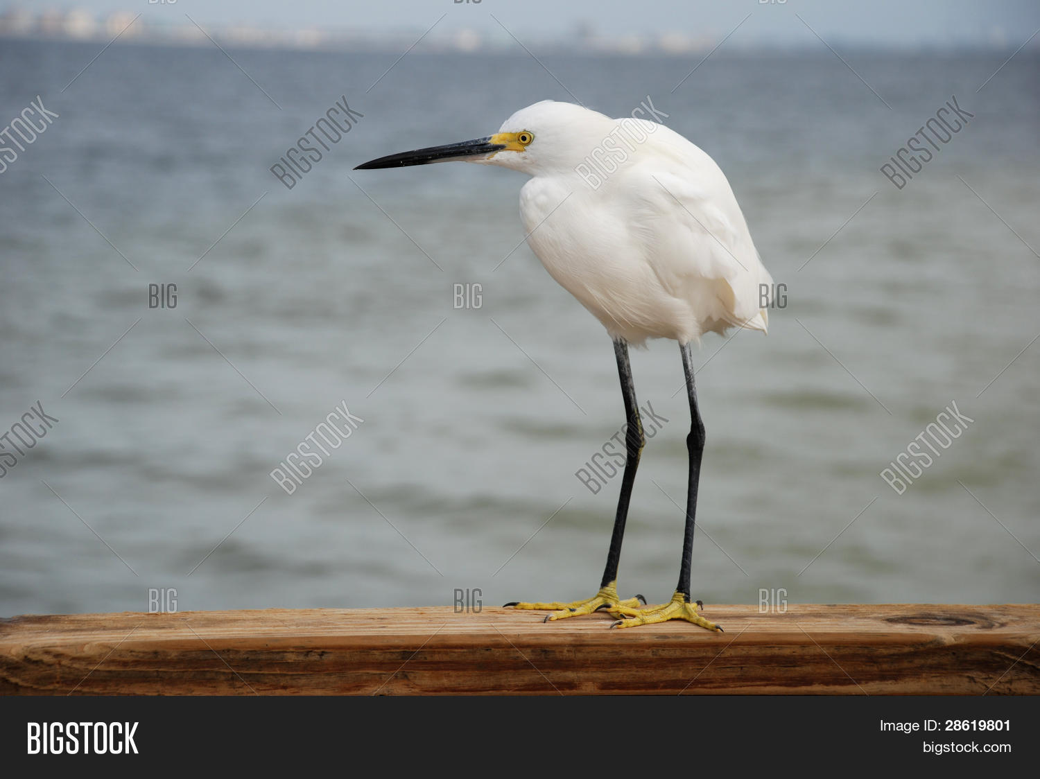 Long-legged White Bird Image & Photo | Bigstock