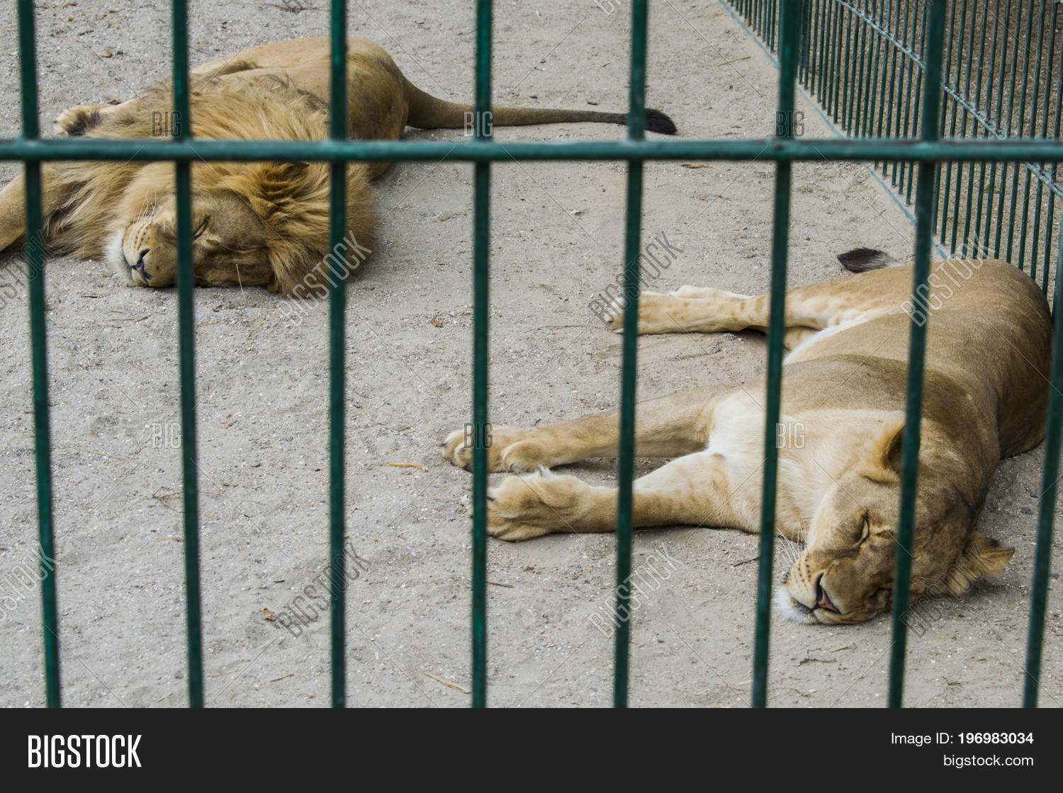 captivity,dst,l_大山谷图库
