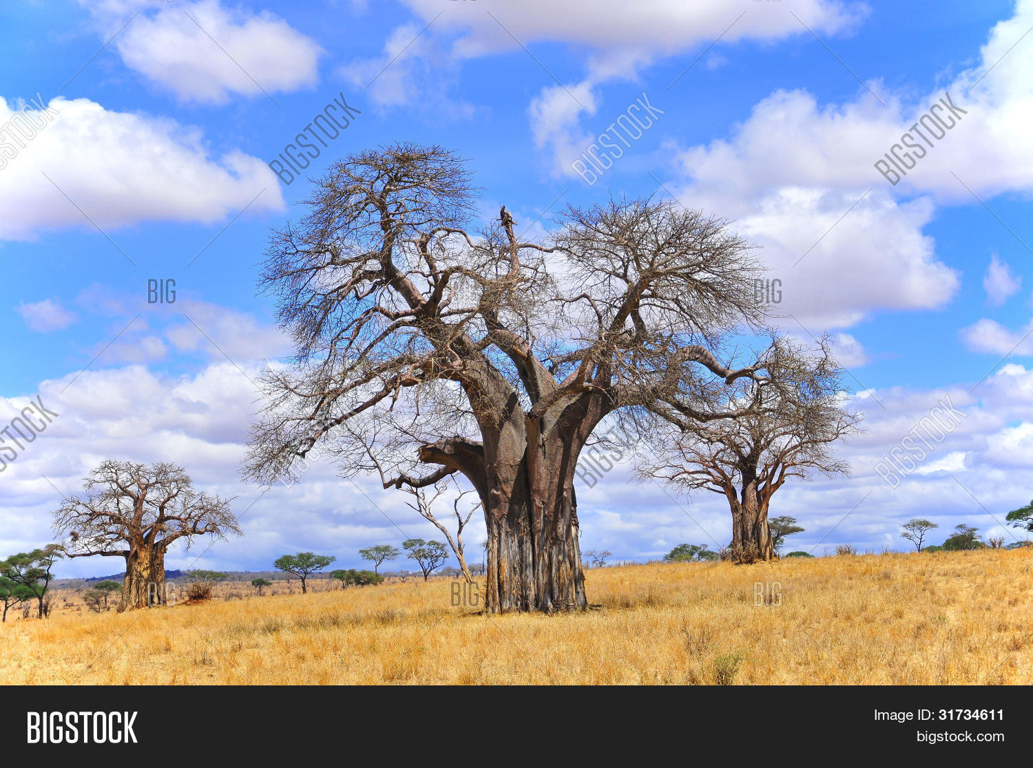 thebaobabtree-千图网