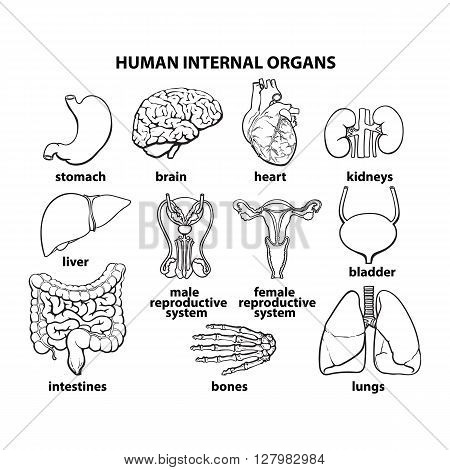 Liver Coloring Organs Human Pages Diagram Organ Pancreas Labeled ...
