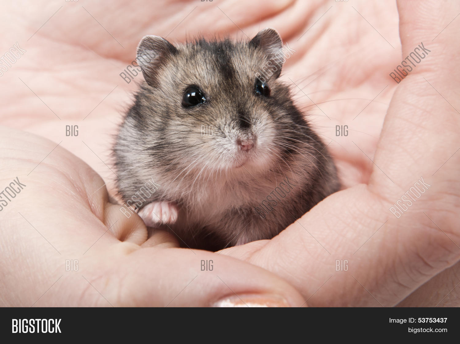 Little dwarf hamster on womans hands Stock Photo & Stock Images | Bigstock