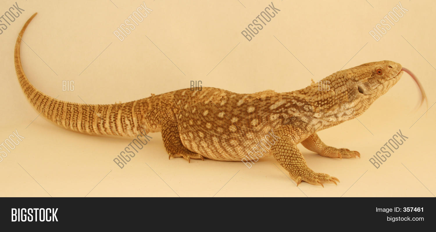 Lizard Like Dragon With His Slithery Reptile Tongue Sticking Out Stock ...