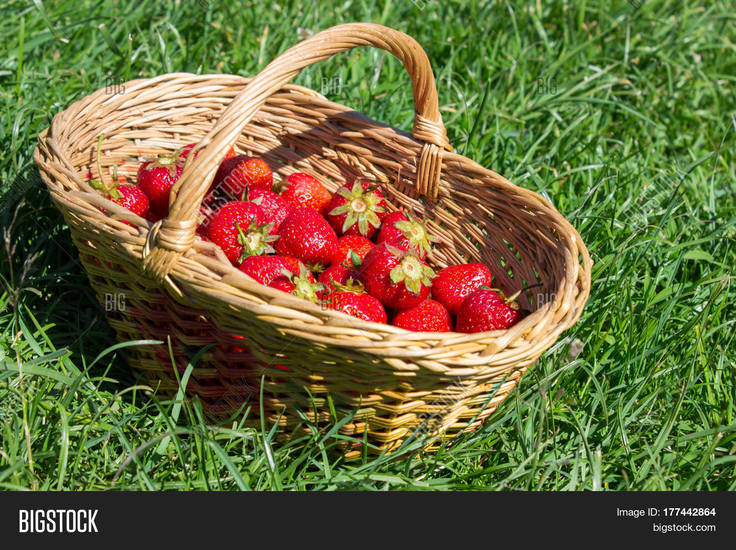 Freshly picked strawberries in a basket on a lawn Stock Photo & Stock ...