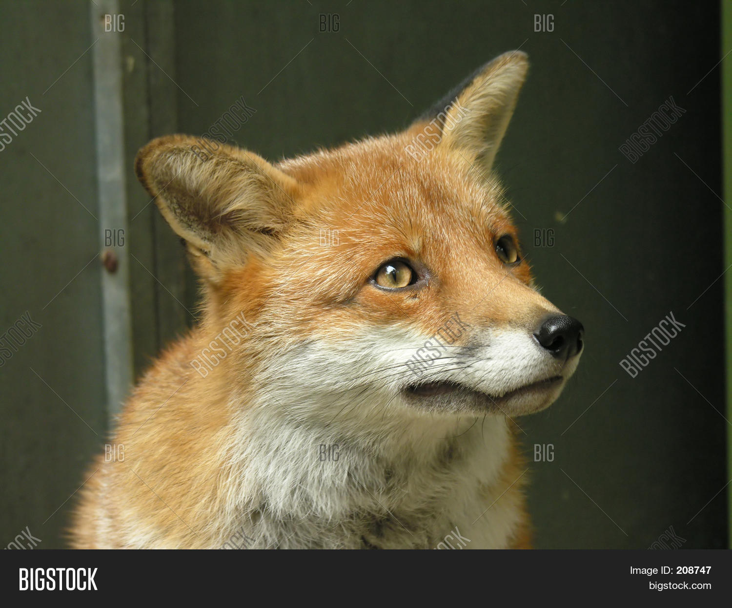 Red Fox Face Image & Photo | Bigstock