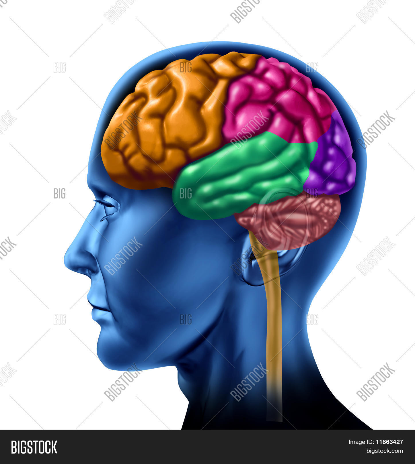 Human Brain Chart Colored Divisions Image & Photo | Bigstock