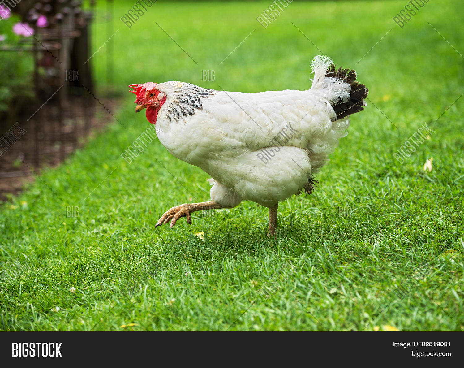 Free Range Chicken Strutting On Image & Photo | Bigstock