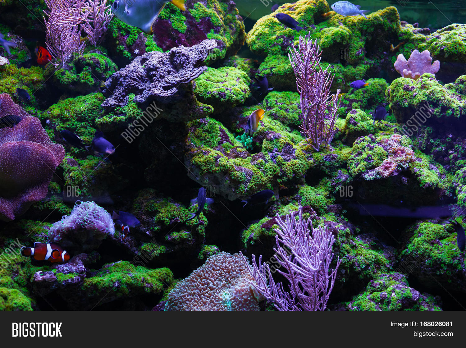 Beautiful bright coral. Among the corals swim little fishes Stock Photo ...
