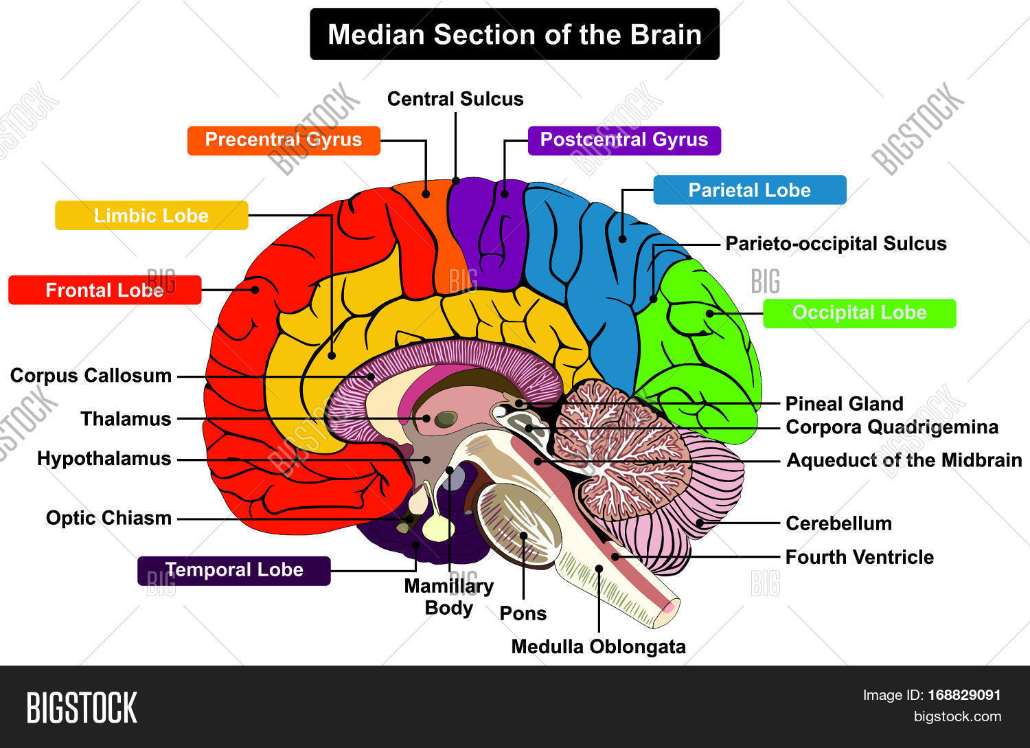 Median Section Human Brain Image & Photo | Bigstock