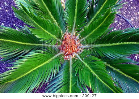 Spiky Ferns Images, Stock Photos & Illustrations | Bigstock