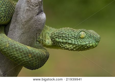 Thats a Vietnamese "Two Step" Viper! : r/venturebros