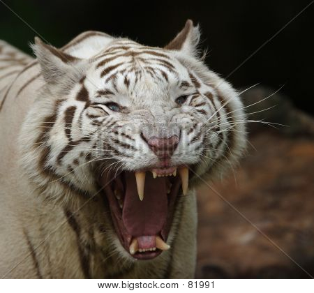 White Tiger Growling Stock Photo & Stock Images | Bigstock