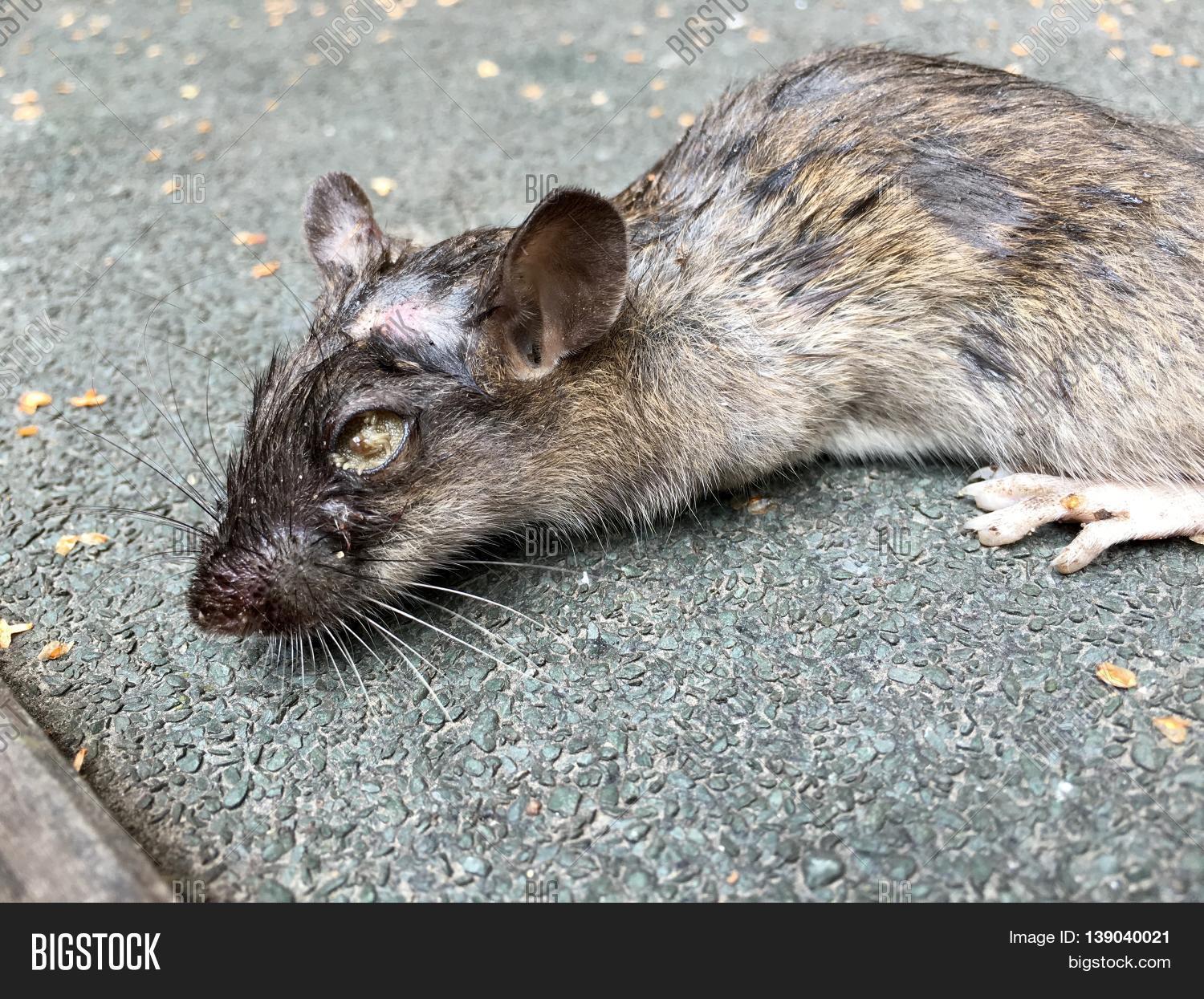 Dead Rat Maggots Their Eyes Image & Photo | Bigstock